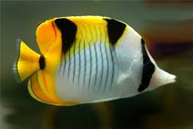 Butterflyfish Sickle- Living Reef - Coral Reef Aquarium products and ...