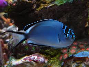 Angel Swallowtail Female- Living Reef - Coral Reef Aquarium products ...