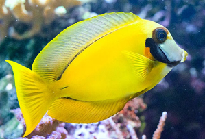 Tang Mimic Lemon Peel- Living Reef - Coral Reef Aquarium products and ...